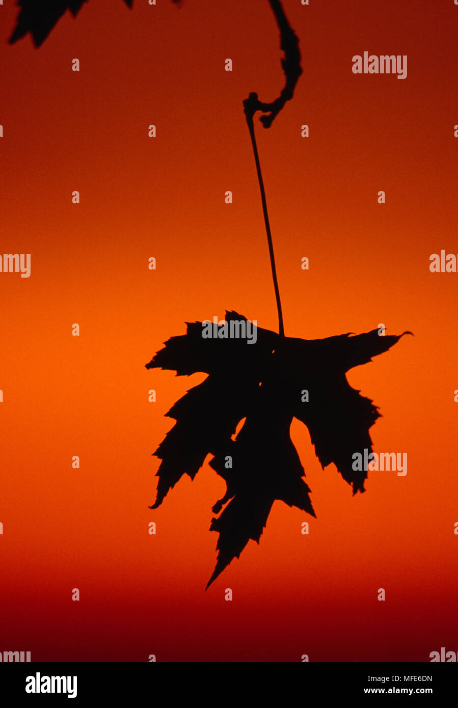 SILVER MAPLE leaf at dawn Acer saccharinum North Carolina, USA Stock ...