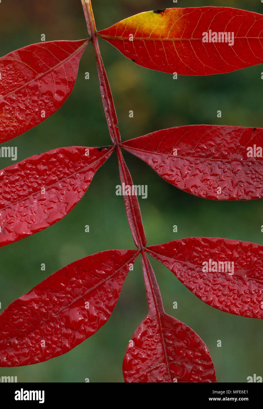 Winged sumac hi-res stock photography and images - Alamy