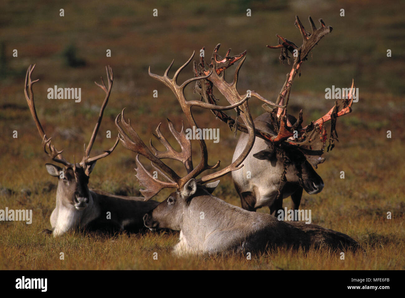 CARIBOU, one shedding velvet Rangifer tarandus male group Alaska, USA ...