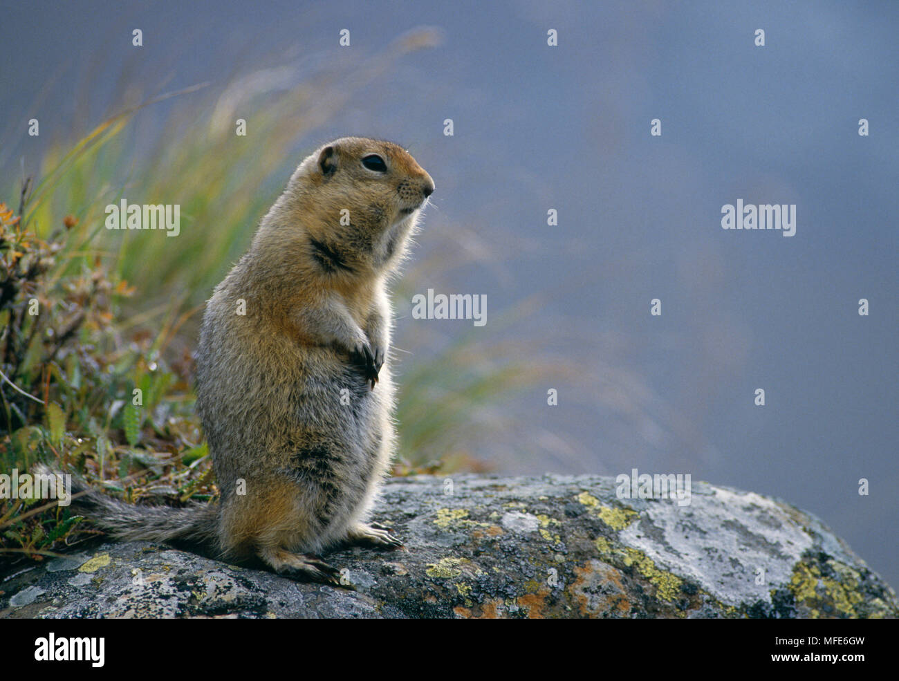 ARCTIC GROUND SQUIRREL Spermophilus parryi with full cheeks. Denali ...