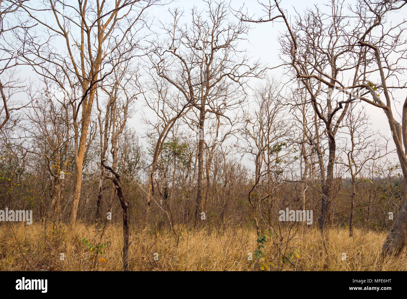 Dead dry trees forest in the summer Stock Photo - Alamy