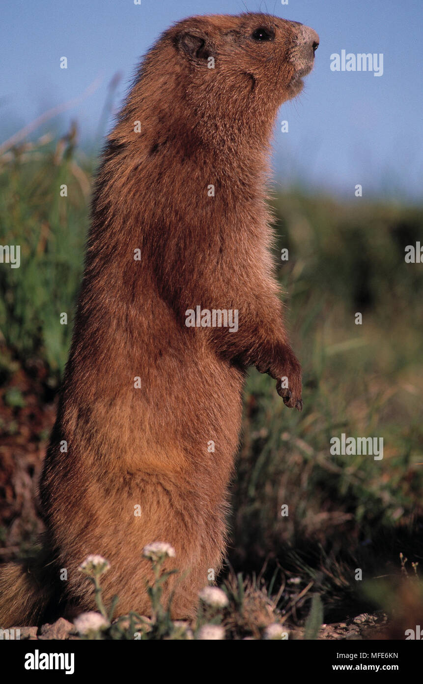 OLYMPIC MARMOT upright Marmota olympus Washington State, USA Stock ...