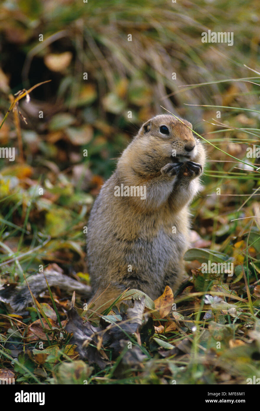 ARCTIC GROUND SQUIRREL Spermophilus parryi Denali National Park, Alaska ...