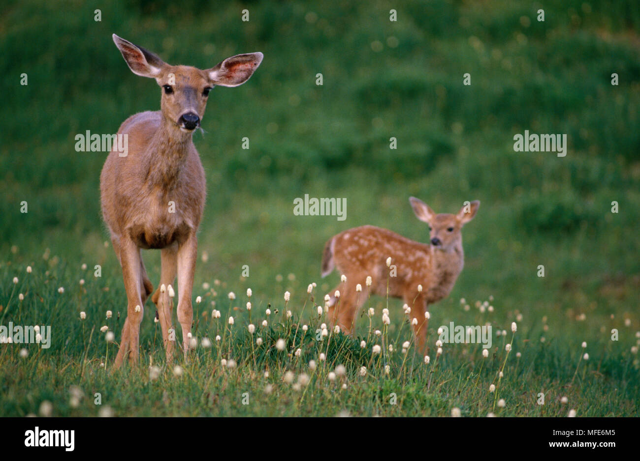 BLACKTAIL MULE DEER doe & fawn Odocoileus hemionus Olympic National ...