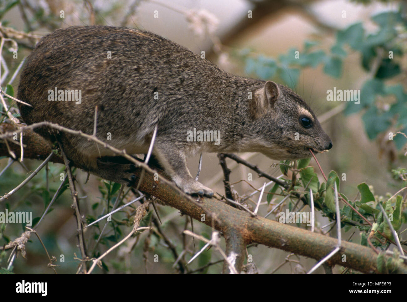TREE HYRAX Dendrohyrax arboreus Tsavo National Park, Kenya Stock Photo ...