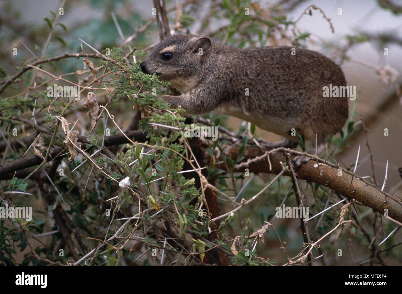 TREE HYRAX Dendrohyrax arboreus Tsavo National Park, Kenya Stock Photo ...
