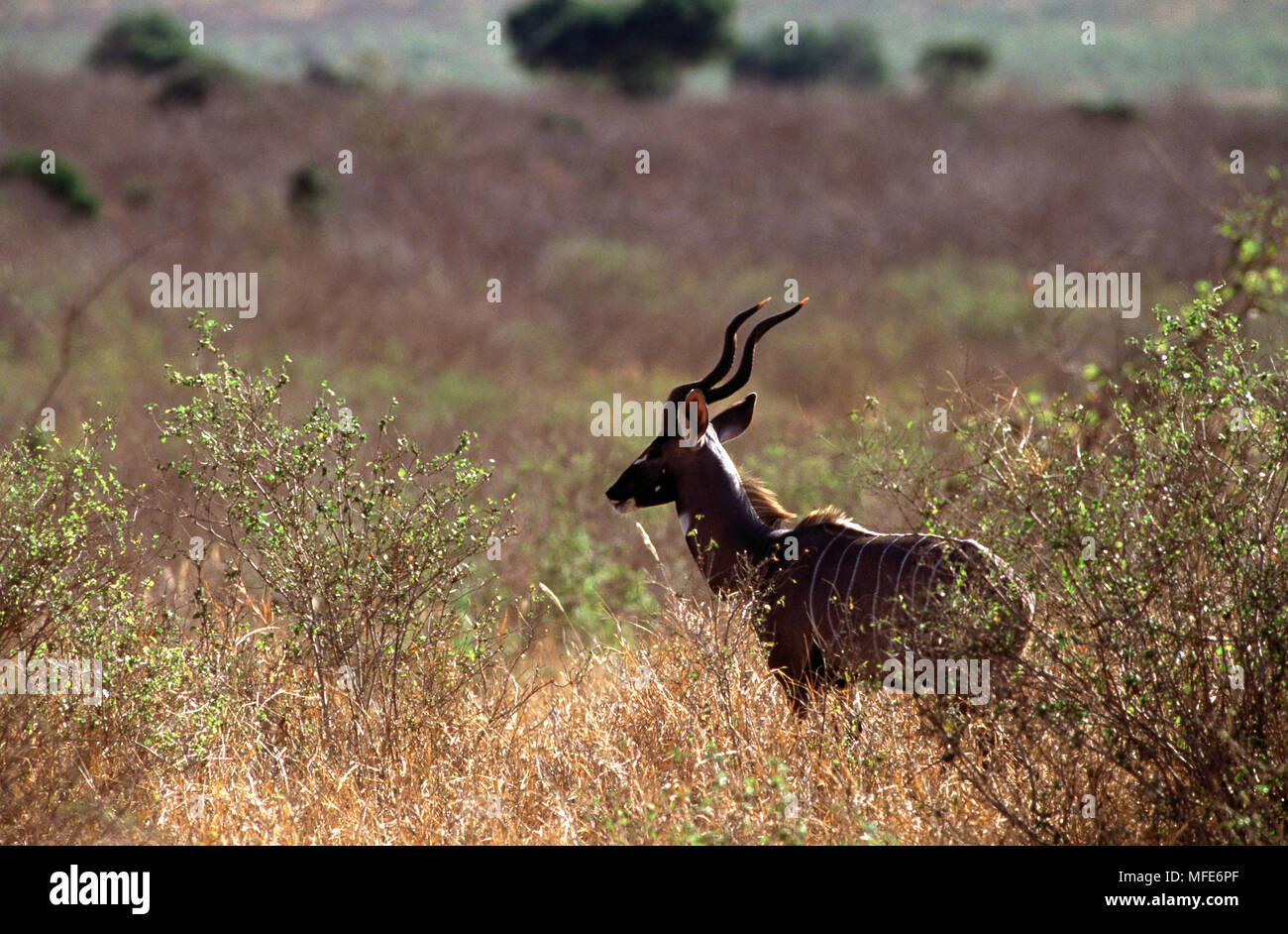 Lesser male kudu hi-res stock photography and images - Alamy