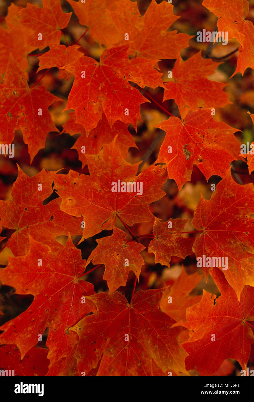 SUGAR MAPLE Acer saccharum foliage in autumn colours Stock Photo - Alamy