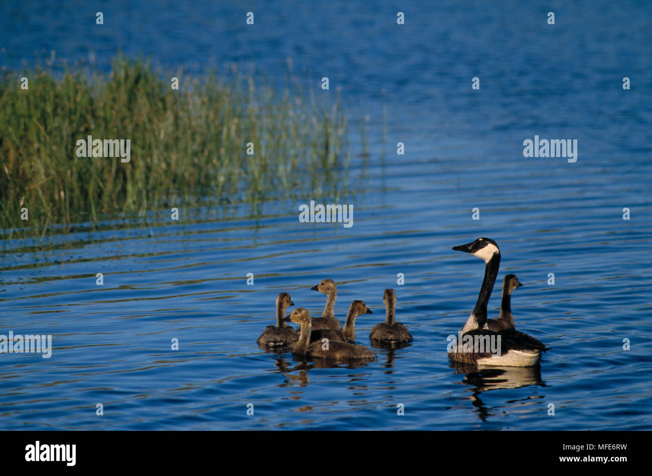 CANADA GOOSE May Branta canadensis on water with six young Michigan ...