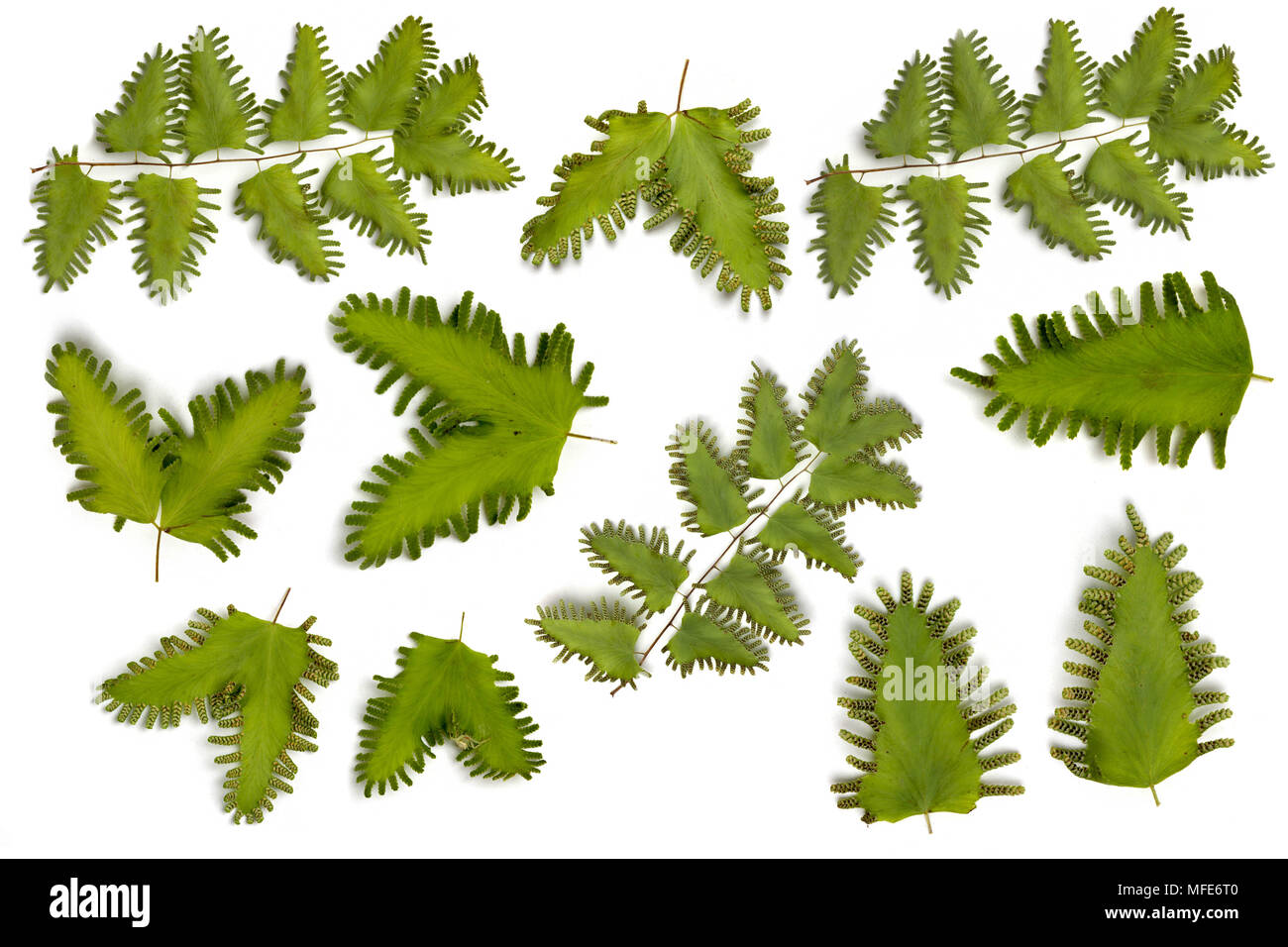 fern isolated on white background and texture Stock Photo - Alamy