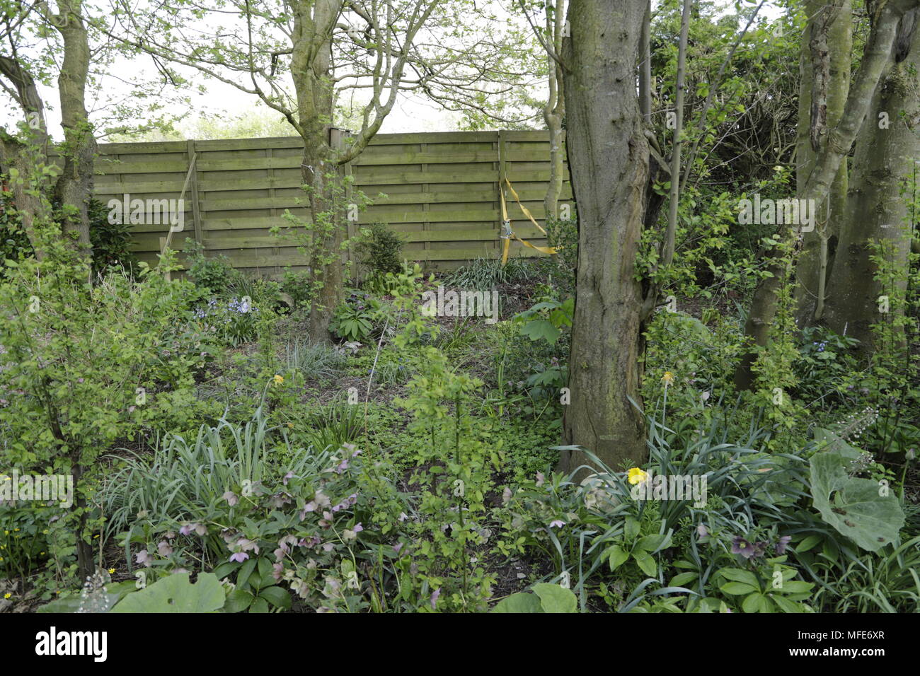 little forest in the garden with spring flowers Stock Photo - Alamy