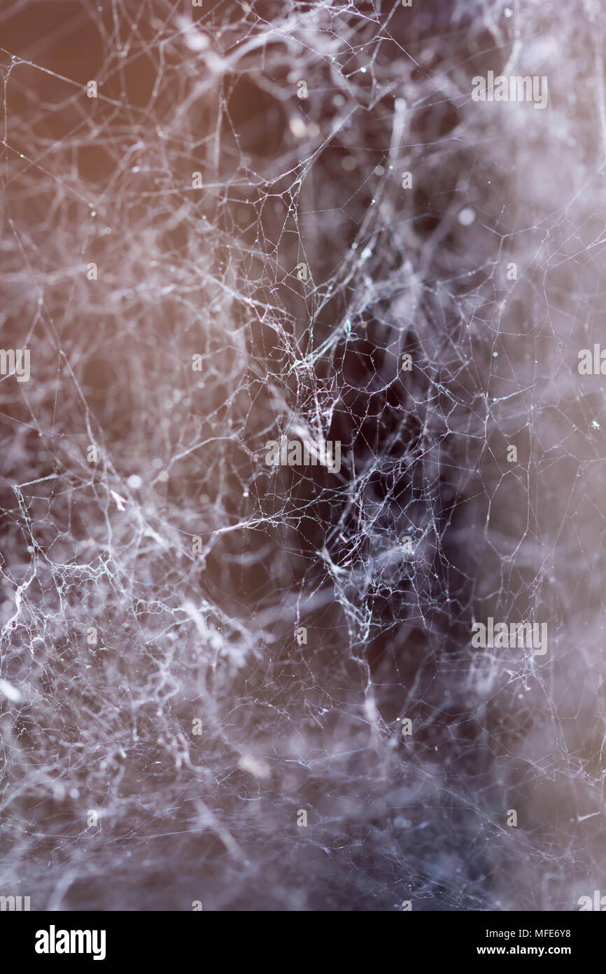 Close up view of the strings of a spiders web Stock Photo - Alamy