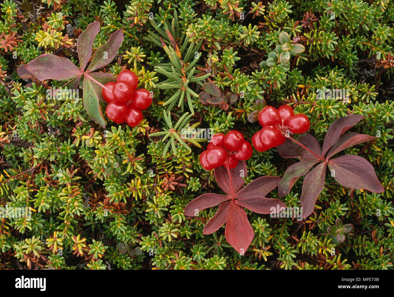Bunchberries hi-res stock photography and images - Alamy