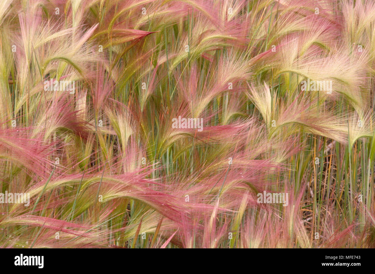 FOXTAIL GRASS Ripe seedheads Alaska, USA. July Stock Photo - Alamy