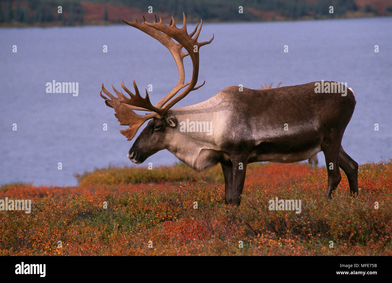 CARIBOU male on autumn tundra Rangifer tarandus Denali National Park ...