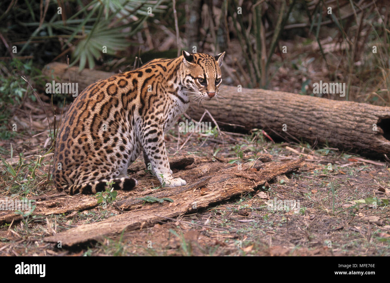 OCELOT Felis pardalis Brazil. Endangered species Stock Photo - Alamy