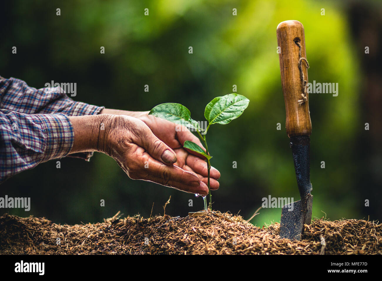 Planting young tree by old hand on soil as care and save wold concept ...