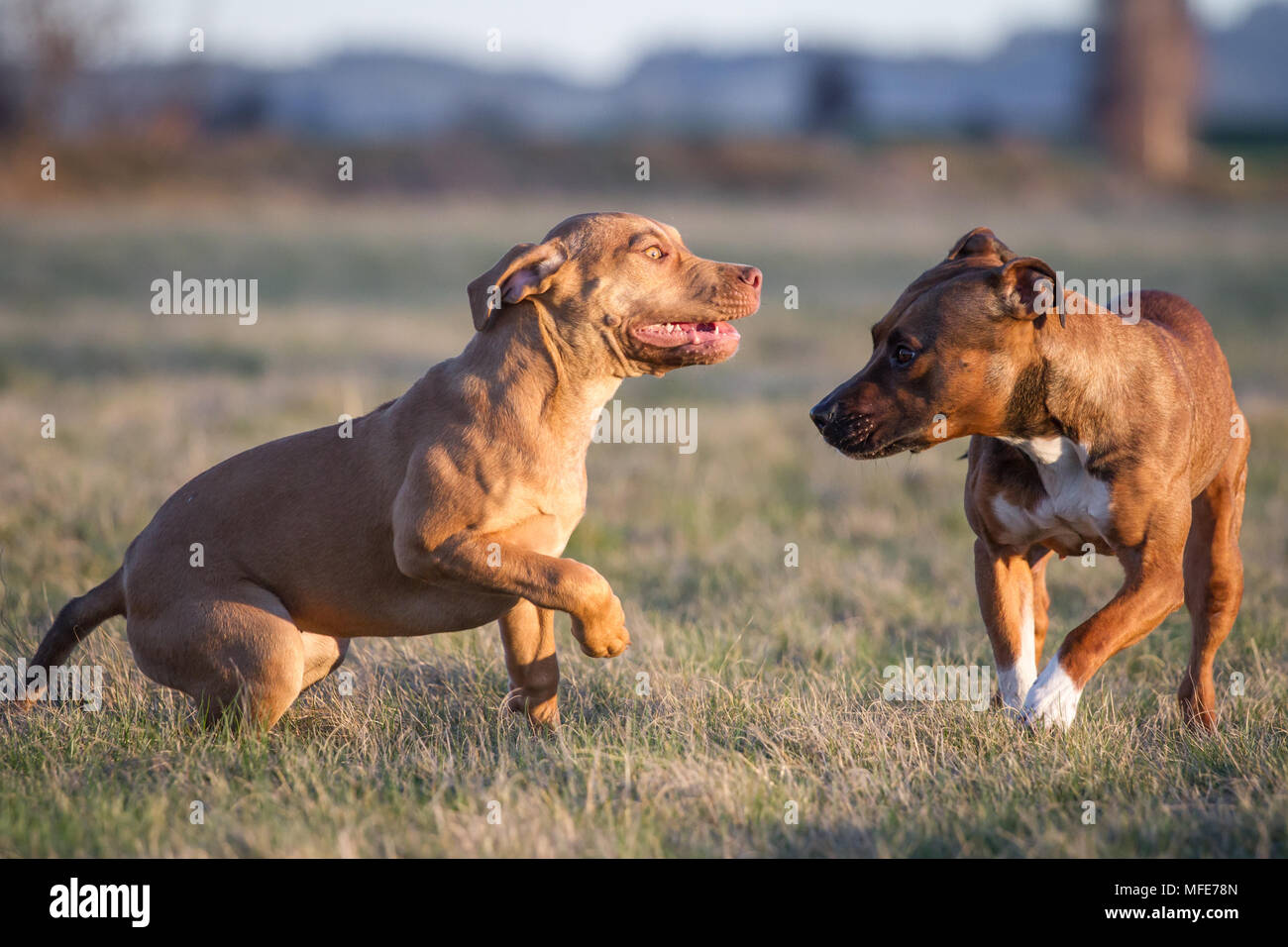 Happy Pit Bull Stock Photos & Happy Pit Bull Stock Images - Alamy