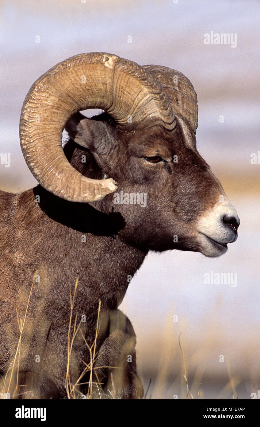 Head shots of sheep hi-res stock photography and images - Alamy