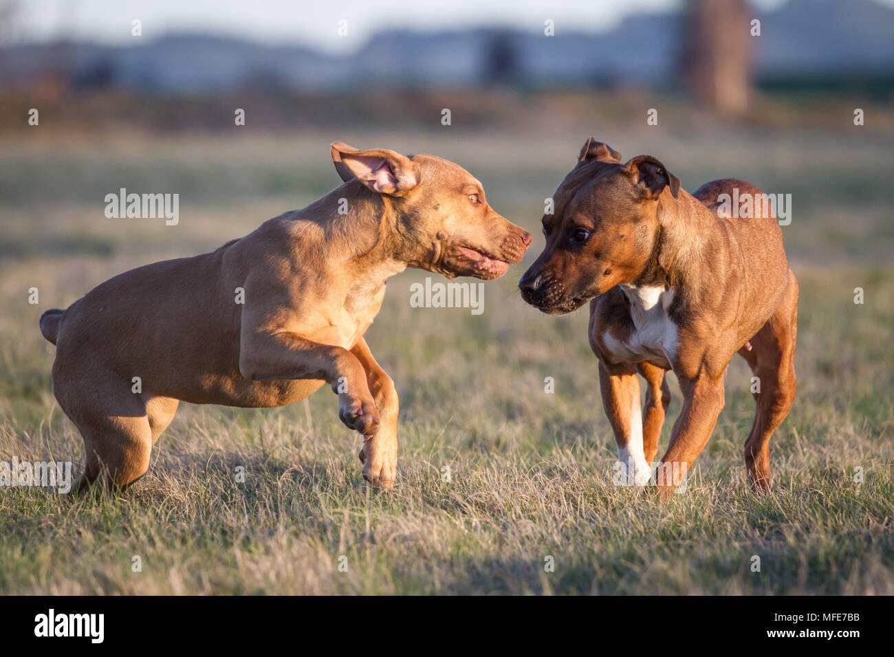 Happy pit bull hi-res stock photography and images - Alamy