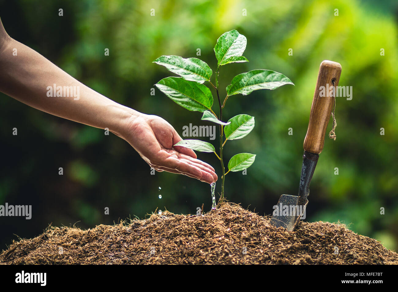 Planting young tree by old hand on soil as care and save wold concept ...