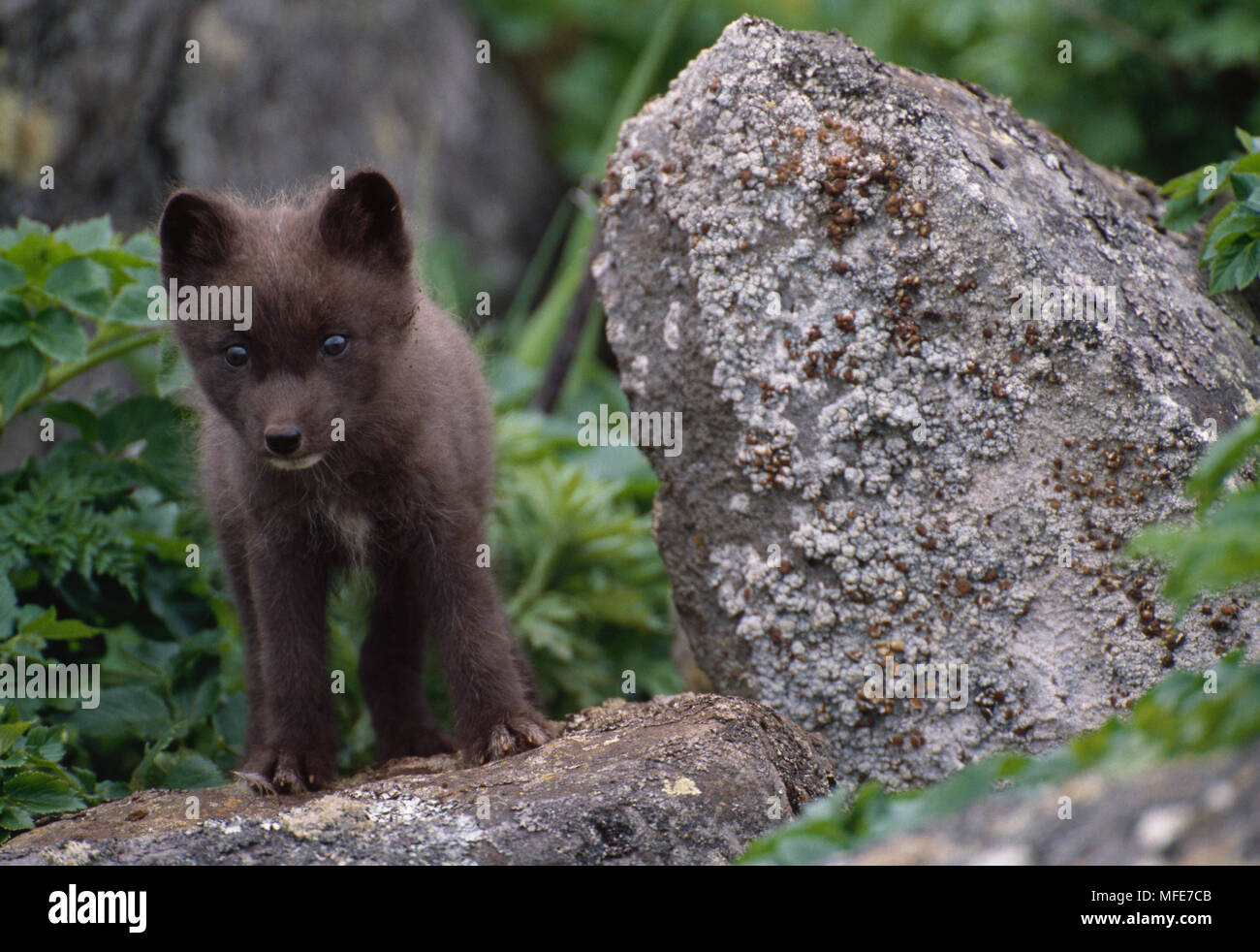 ARCTIC FOX blue form, young Alopex lagopus Pribilof Islands, Alaska ...