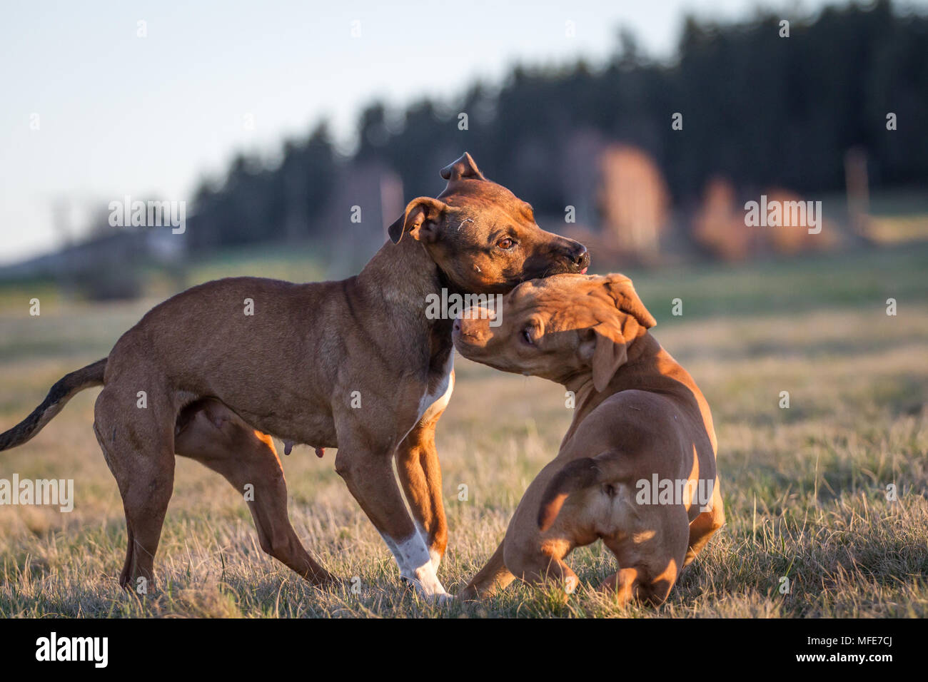 Happy pit bull hi-res stock photography and images - Alamy