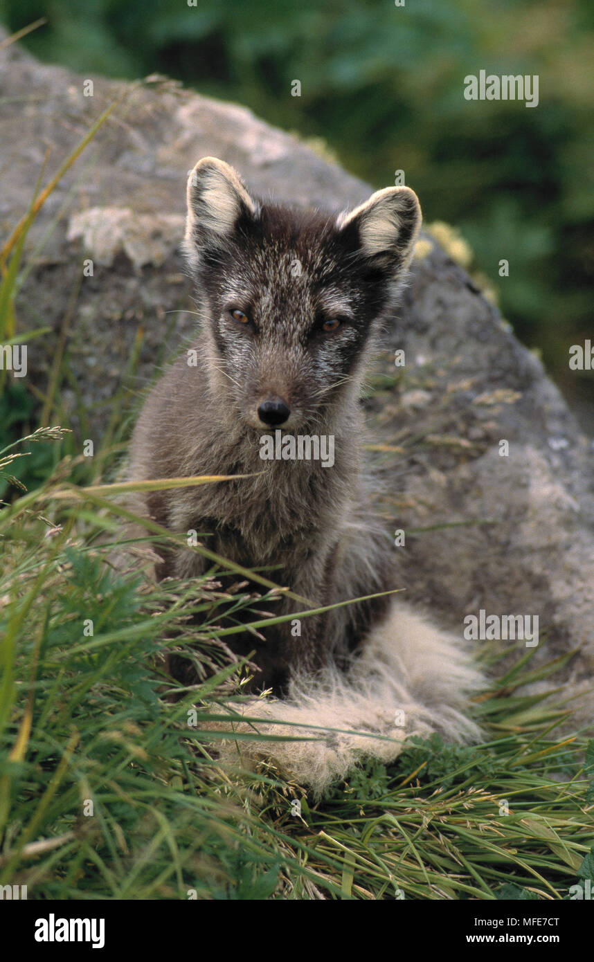 ARCTIC FOX blue form on lookout Alopex lagopus in summer coat Pribilof ...