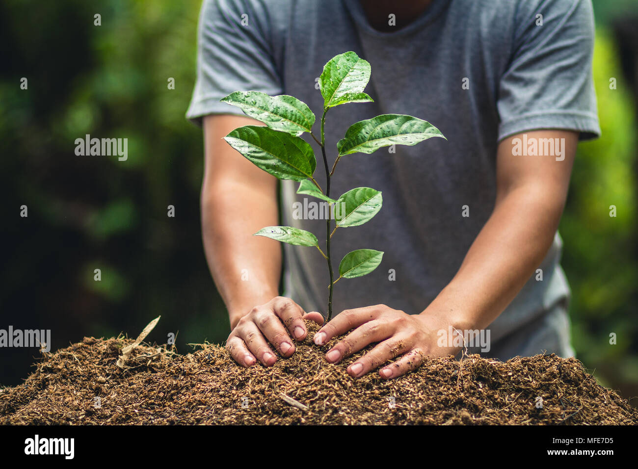 Planting young tree by old hand on soil as care and save wold concept ...