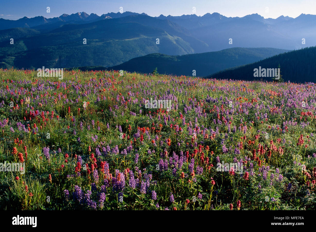 ALPINE FLOWERS in July The Gore Range from Vail Mountain, Colorado, USA ...