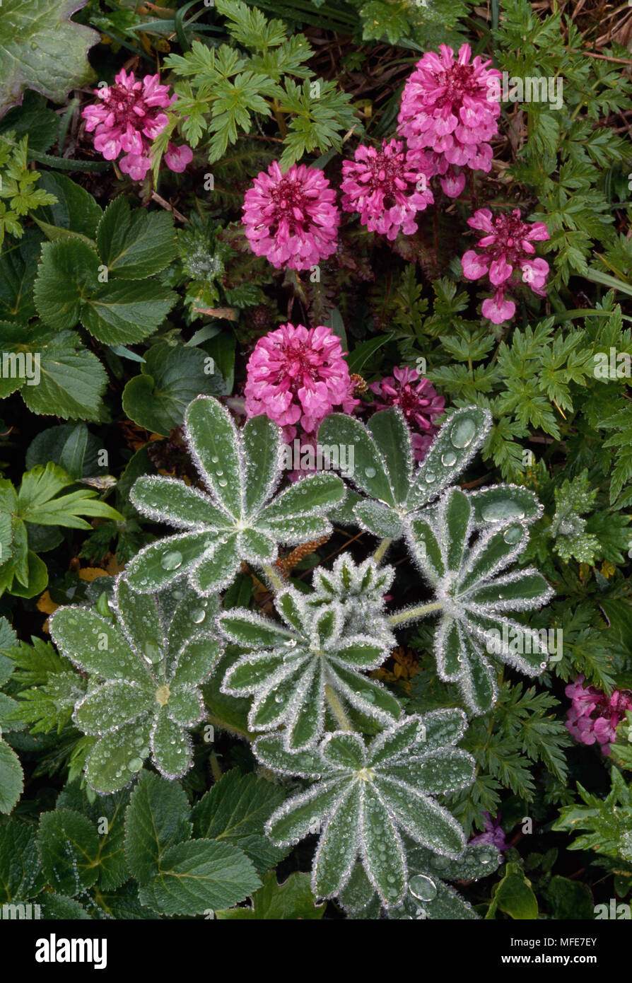 Woolly lousewort pedicularis lanata hi-res stock photography and images ...