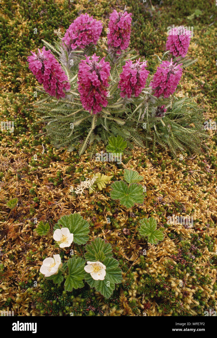 Arctic lousewort hi-res stock photography and images - Alamy