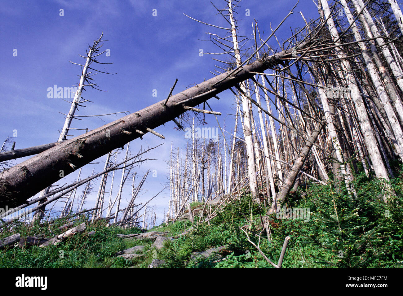 ACID RAIN DAMAGE to Fraser Fir & Red Spruce Mount Mitchell, N.Carolina ...