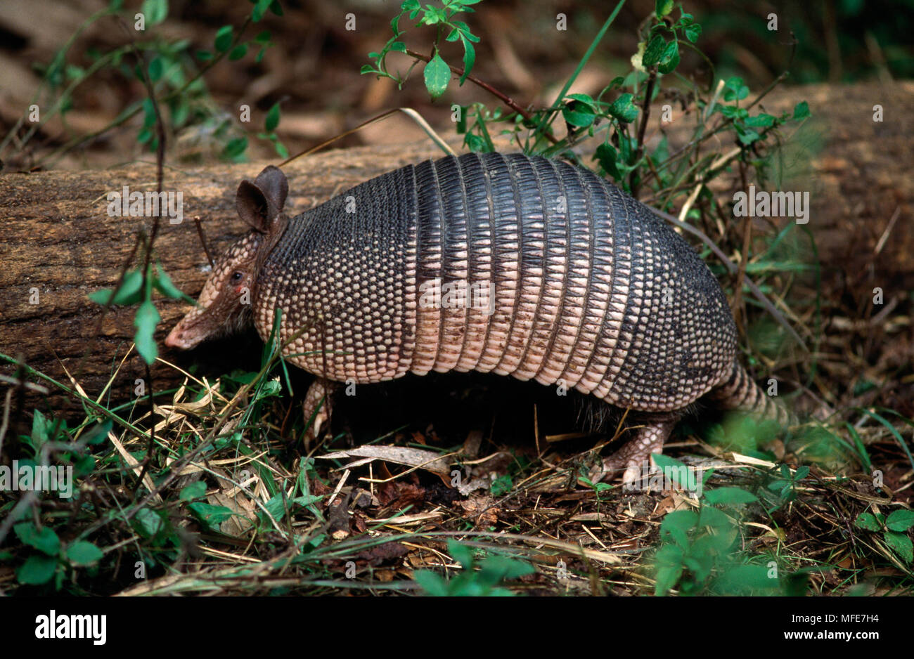 Nine banded armadillos hi-res stock photography and images - Alamy