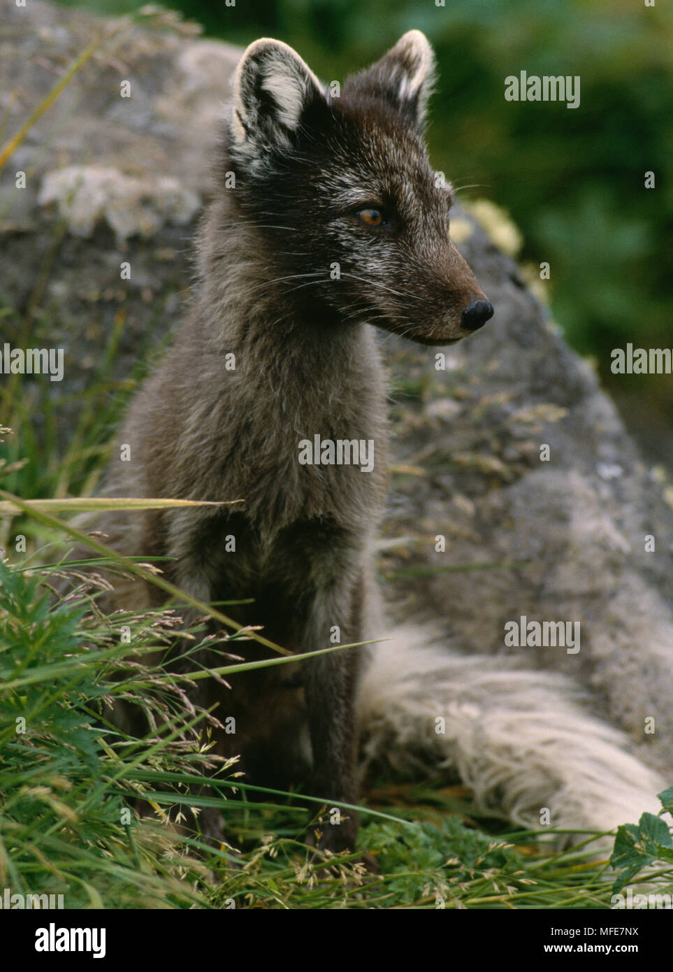 ARCTIC FOX blue form sitting Alopex lagopus in summer coat Pribilof ...