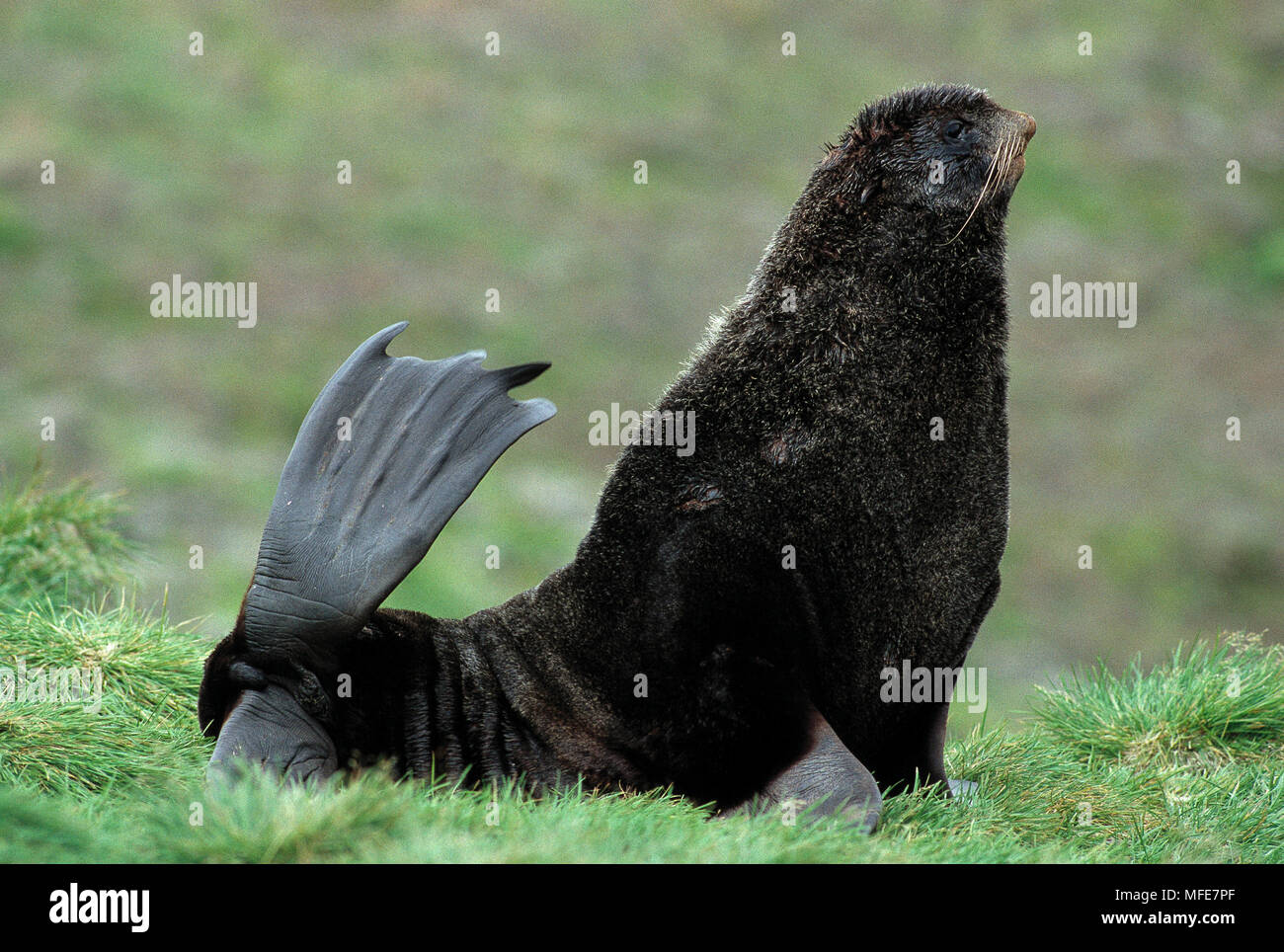 NORTHERN or ALASKAN FUR SEAL Callorhinus ursinus bull. Pribilof Islands ...