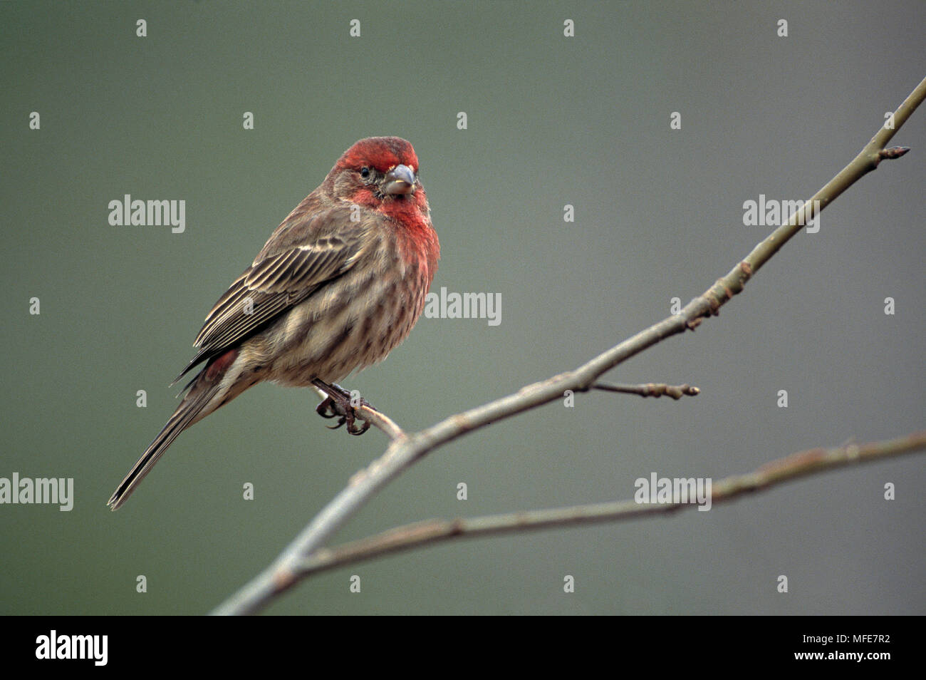 HOUSE FINCH male Carpodacus mexicanus North Carolina, USA January Stock ...