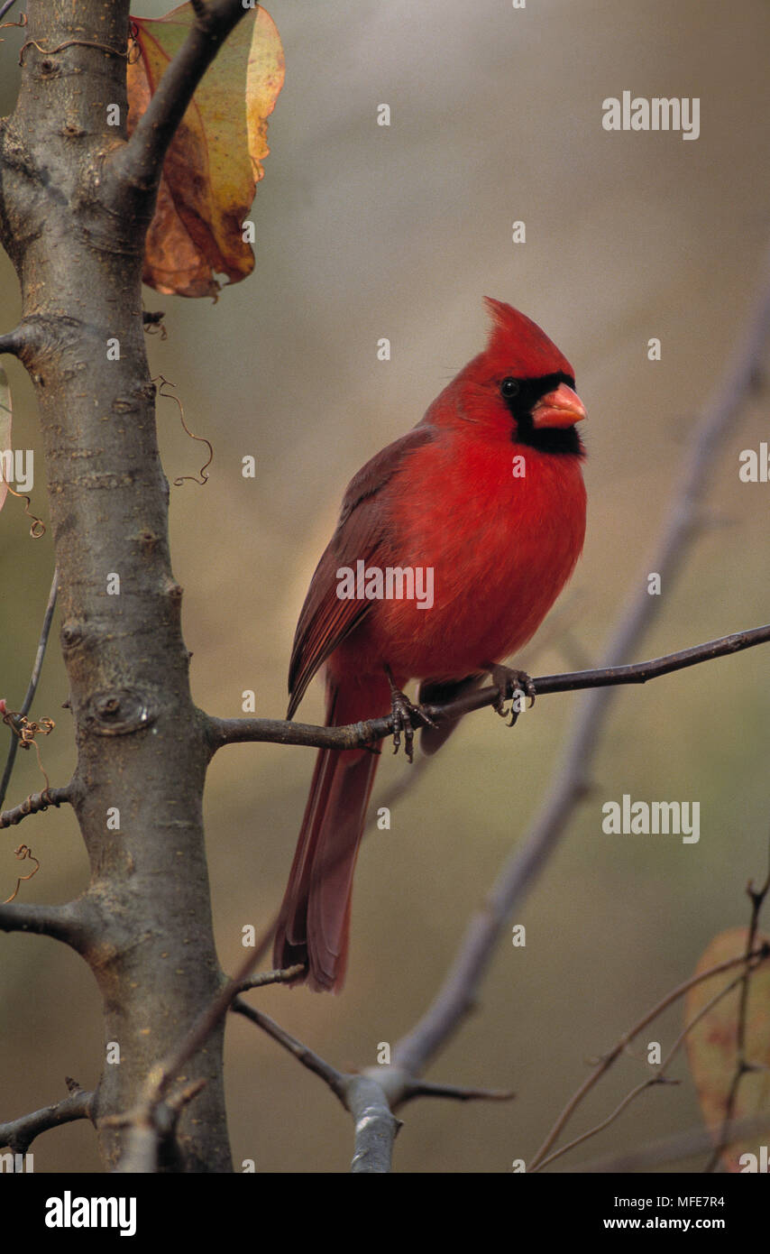 NORTHERN CARDINAL Cardinalis cardinalis North Carolina, USA January ...