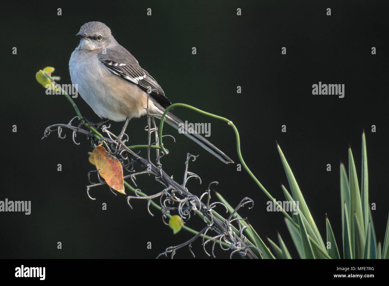 NORTHERN MOCKINGBIRD Mimus polyglottos Florida, USA Stock Photo - Alamy
