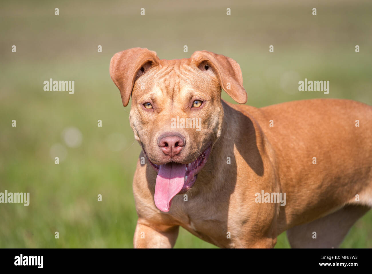 Young Working Pit Bulldog portrait Stock Photo - Alamy