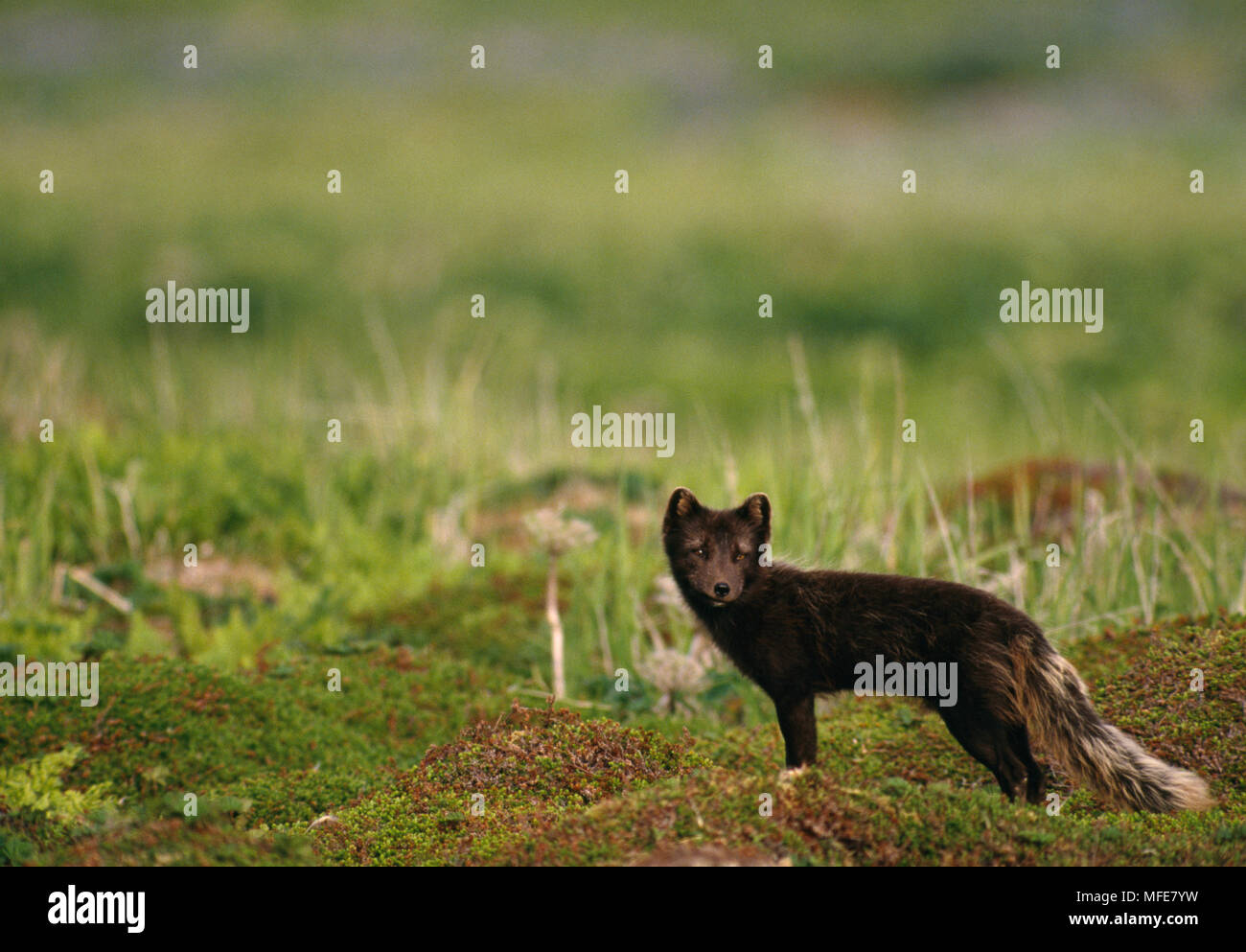 ARCTIC FOX in summer coat Alopex lagopus (Blue form) Pribilof Islands ...