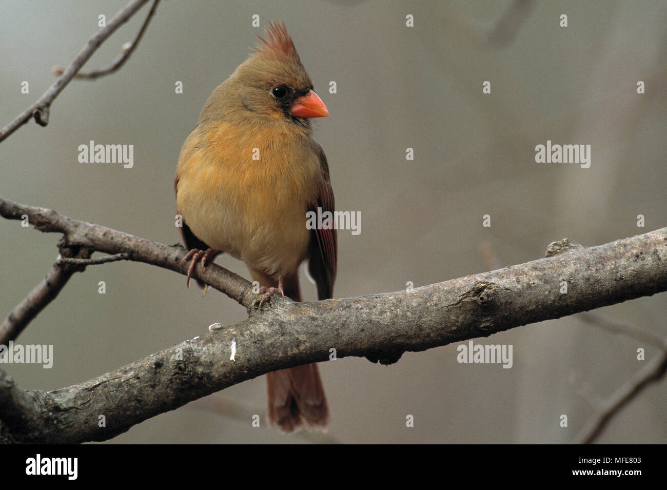 North american finches hi-res stock photography and images - Alamy