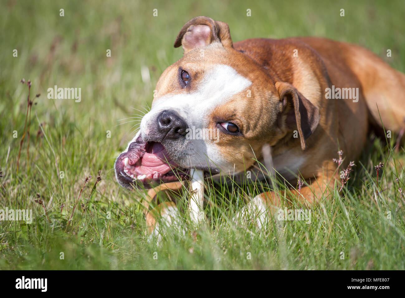 Bulldog type dog chewing a bone Stock Photo - Alamy