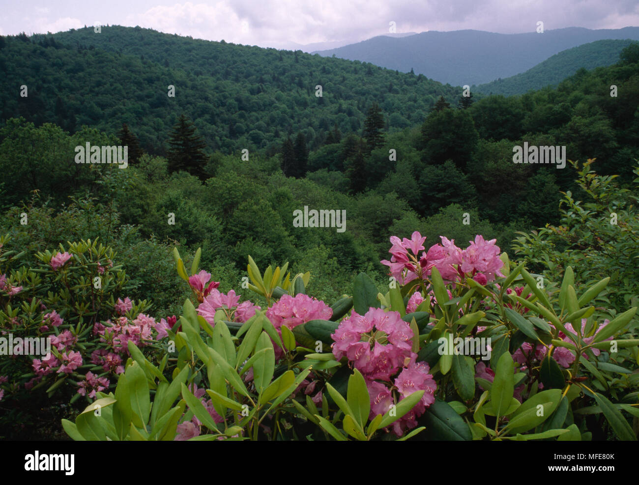 Rhododendrons blue ridge mountains hi-res stock photography and images ... Rhododendrons blue ridge mountains hi-res stock photography and images ...