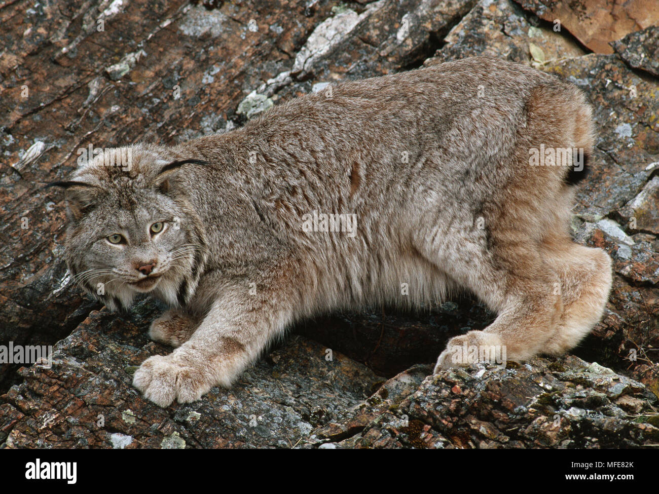 Felis lynx canadensis hi-res stock photography and images - Alamy