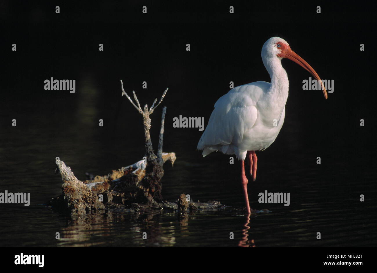 WHITE IBIS Eudocimus albus standing on one leg Everglades, Florida, USA ...