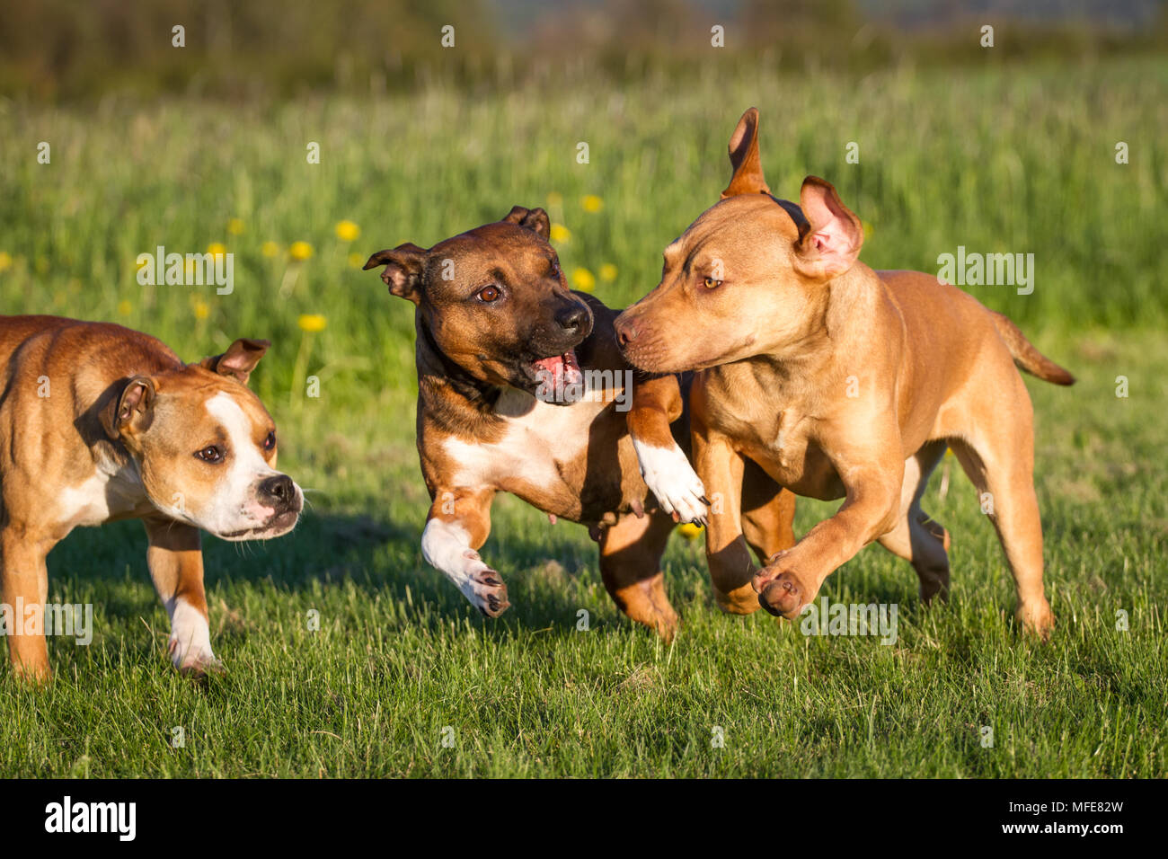 Dogs running and playing on a meadow (Bulldog type dog & Working Pit ...