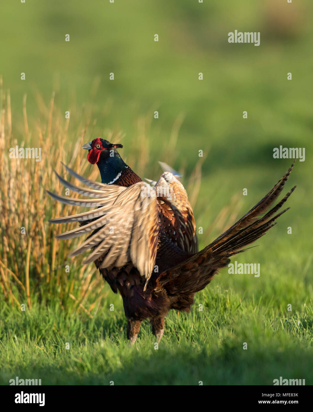 Pheasant enjoying the last rays of sunlight, at Windmill Farm, on the ...