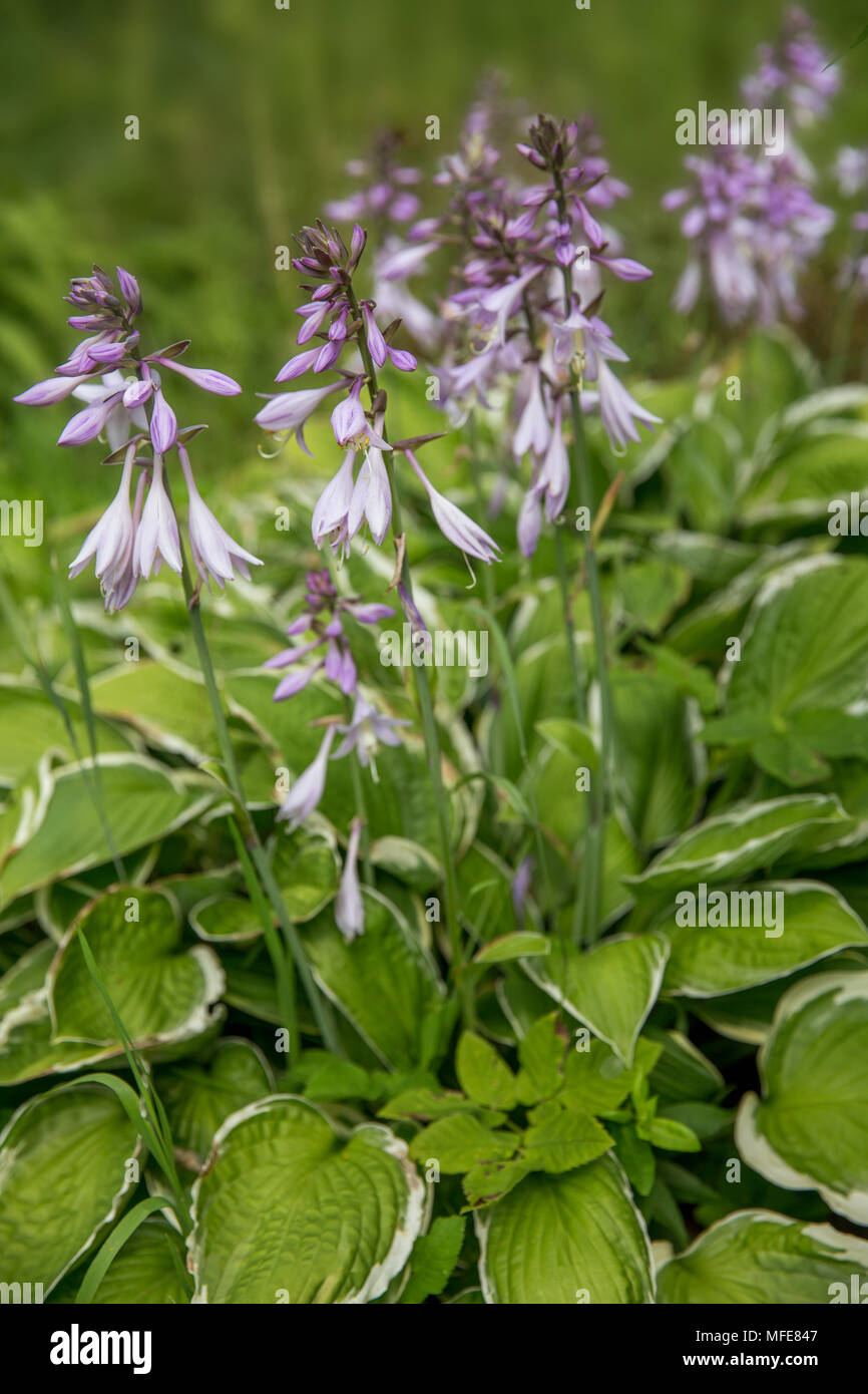 Violet flowers of blooming hosta Hosta undulata Stock Photo - Alamy