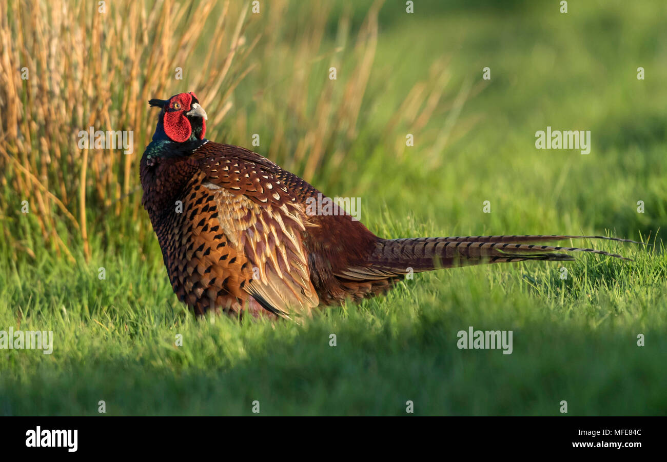 Pheasant enjoying the last rays of sunlight, at Windmill Farm, on the ...